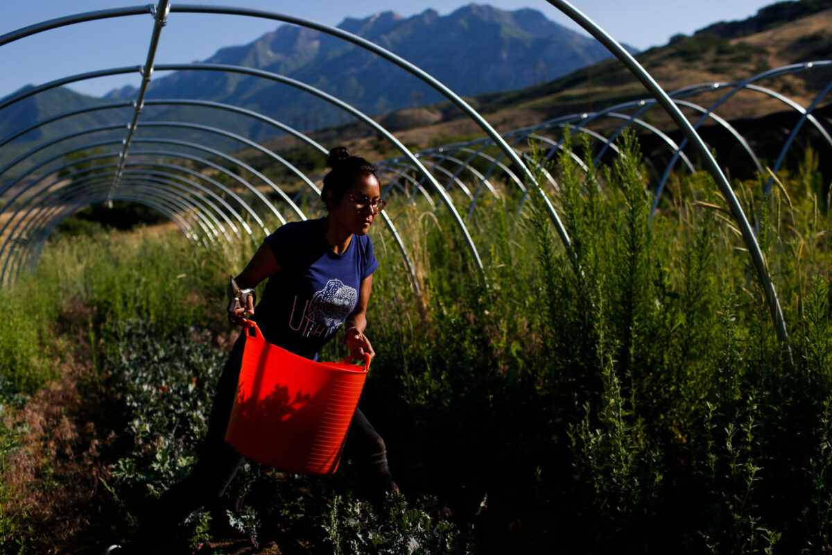 Provo farm struggles to find support for quality, local food | News ...